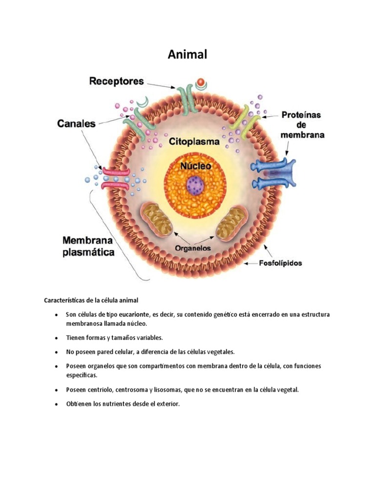 Estructura y funciones de la célula animal | PDF | Biología Celular ...