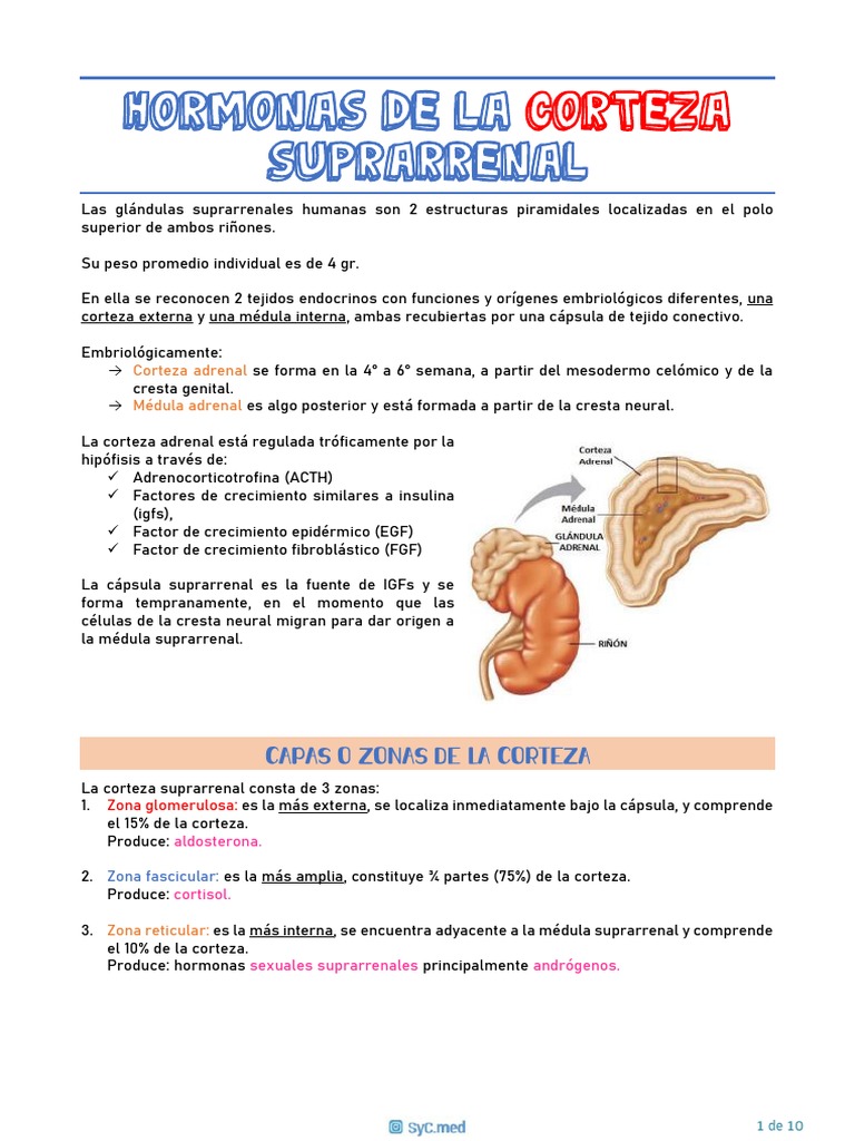 Hormonas de La CORTEZA Suprarrenal | PDF | Glándula suprarrenal ...