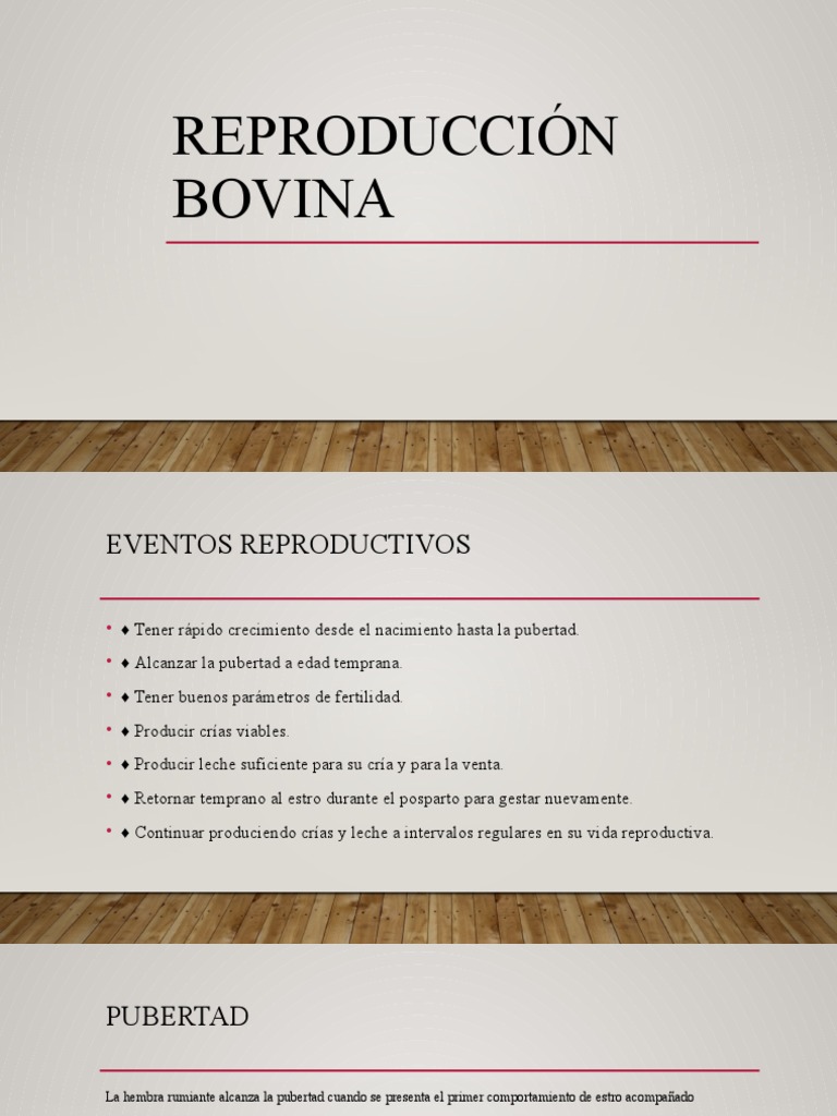 Reproduccion Bovina | PDF | Semen | Vacas