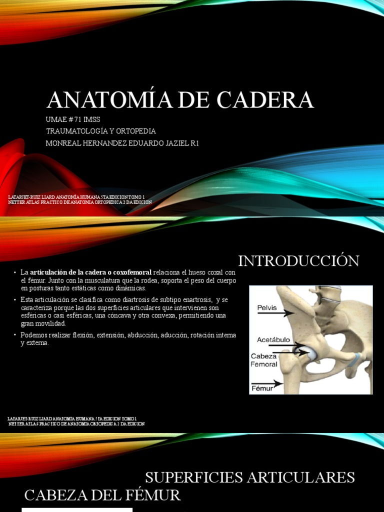 Anatomía CADERA Final | PDF | Sistema esquelético | Extremidades (anatomía)