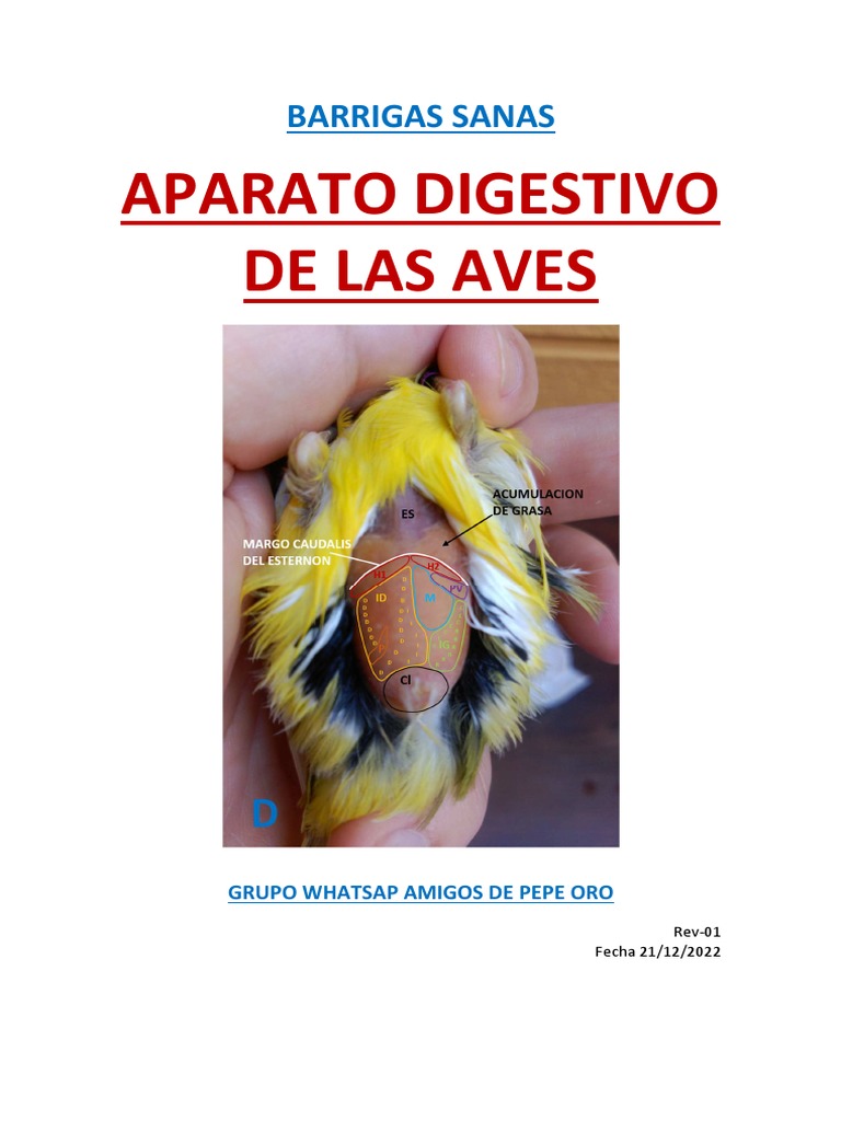 Aparato Digestivo de Las Aves: Barrigas Sanas | PDF | Digestión | Sistema digestivo humano
