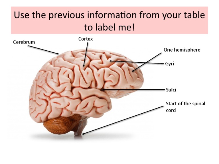 Label Brain Parts | PDF