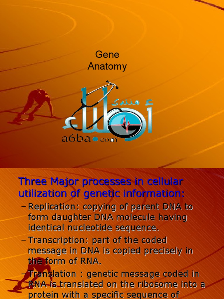 Introduction To Gene Anatomy | PDF | Dna | Rna