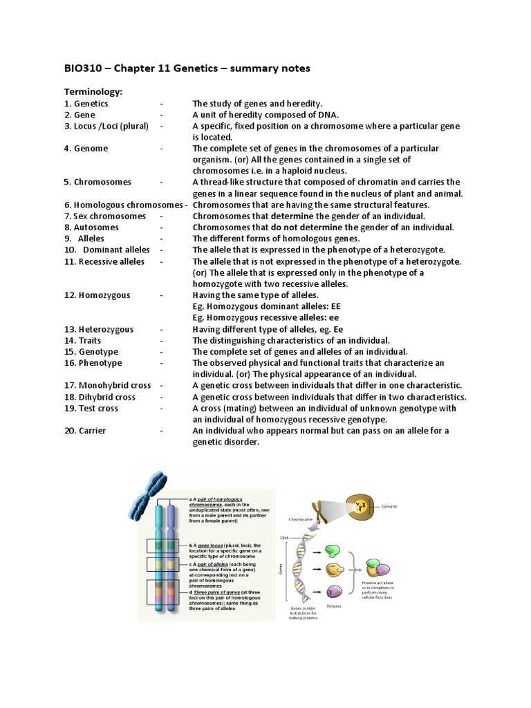 Genetics - Summary Notes | PDF | Dominance (Genetics) | Allele