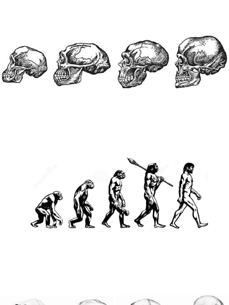 UCSP SKULL EVOLUTION | PDF
