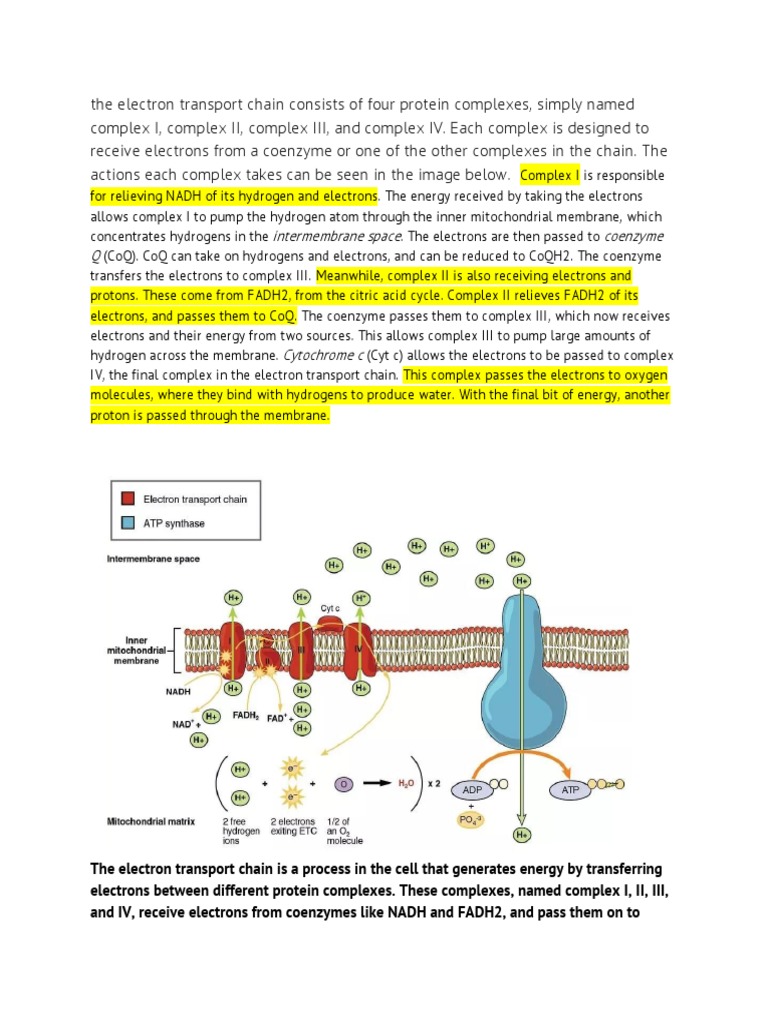 Electron Transport Chain Complexes Explained | PDF | Electron Transport ...