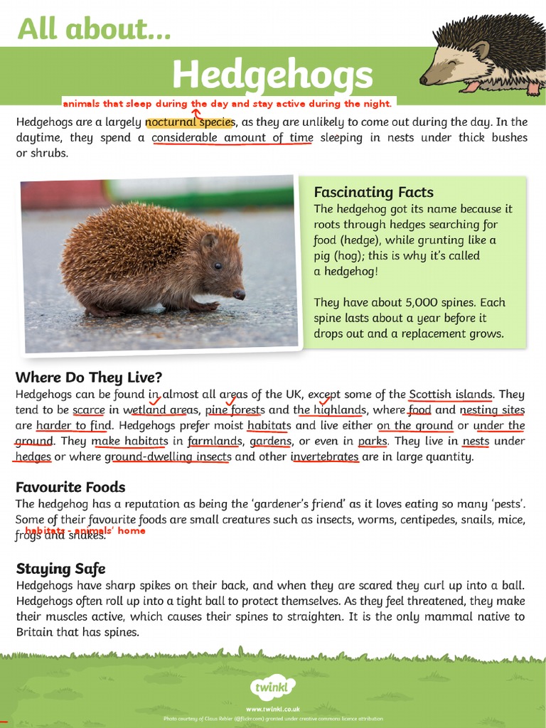 T L 4544 Hedgehogs Reading Comprehension - Ver - 3 | PDF