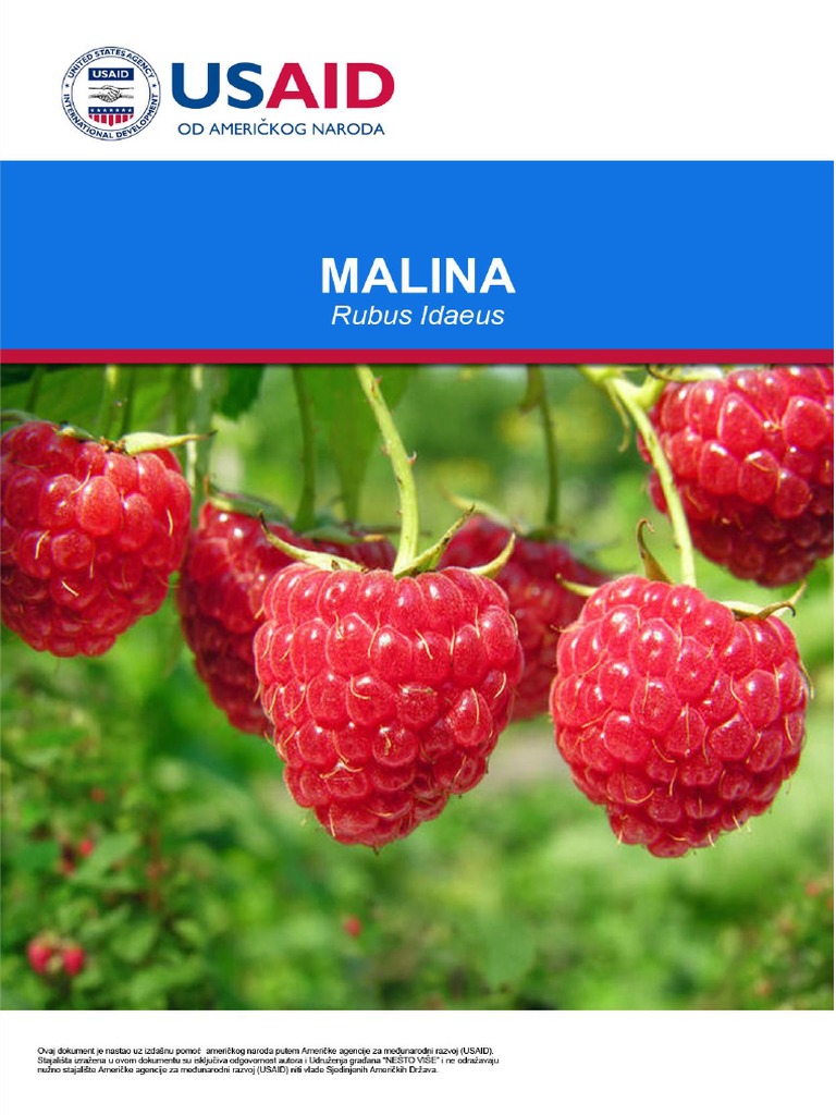 Malina | PDF
