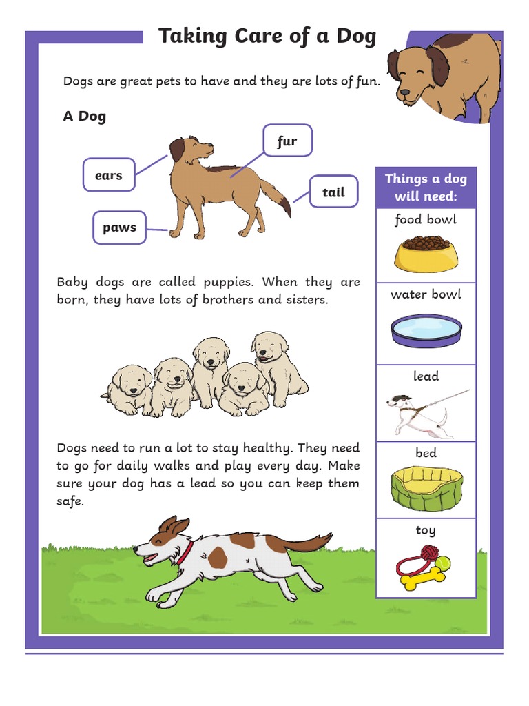 How To Look After A Dog | PDF