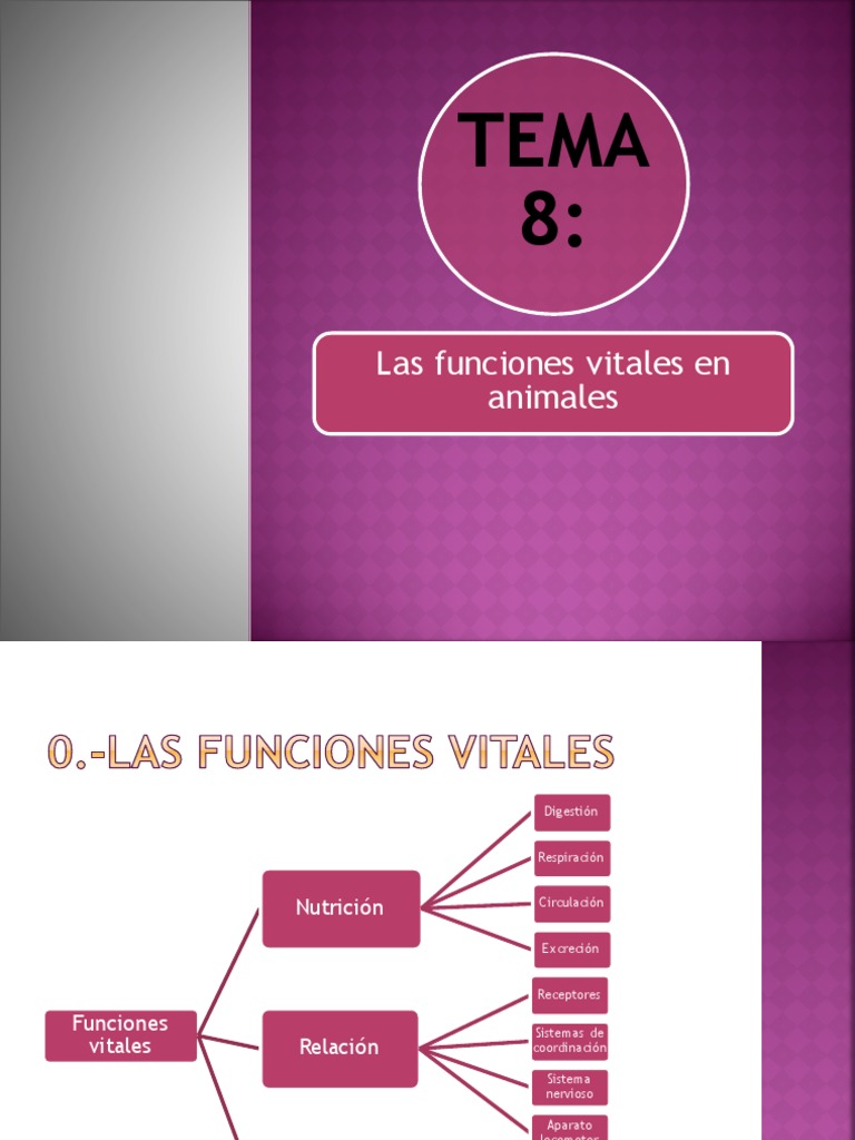 Esquema Tema 8 Las Funciones Vitales en Los Animales | PDF | Sistema nervioso | Digestión