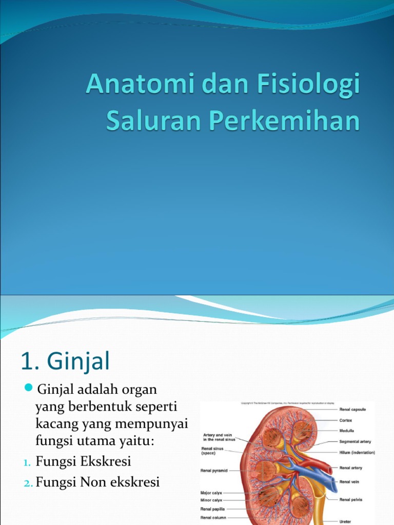 FUNGSI DAN STRUKTUR GINJAL | PDF