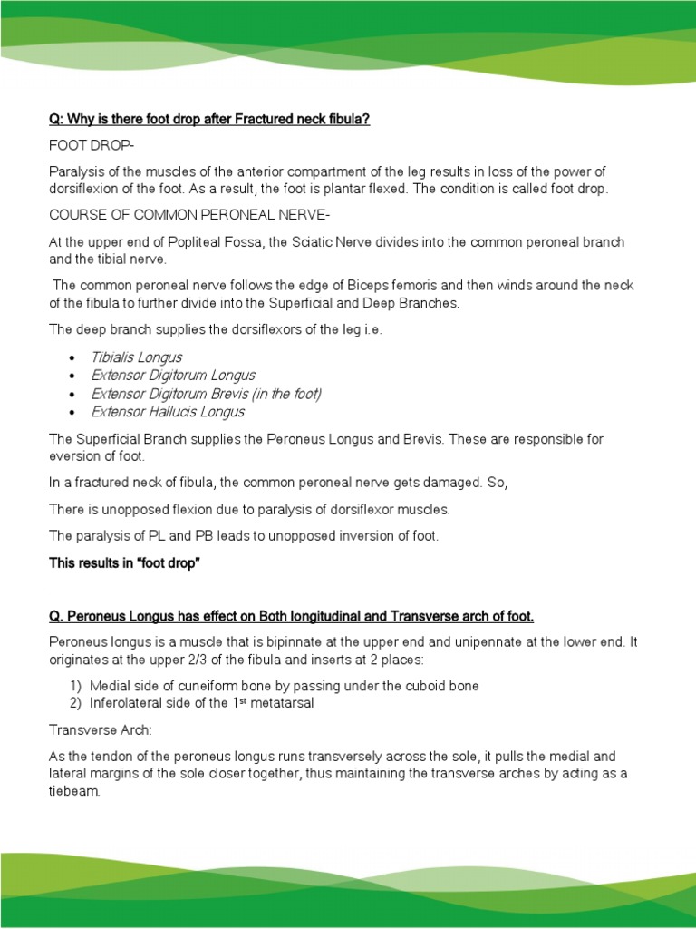 Imp Questions For Anatomy (MBBS 1st Year) | PDF | Foot | Human Leg