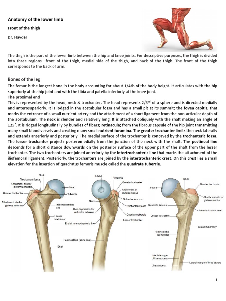 Anatomy of the Lower Limb: A Comprehensive Overview of the Structures ...