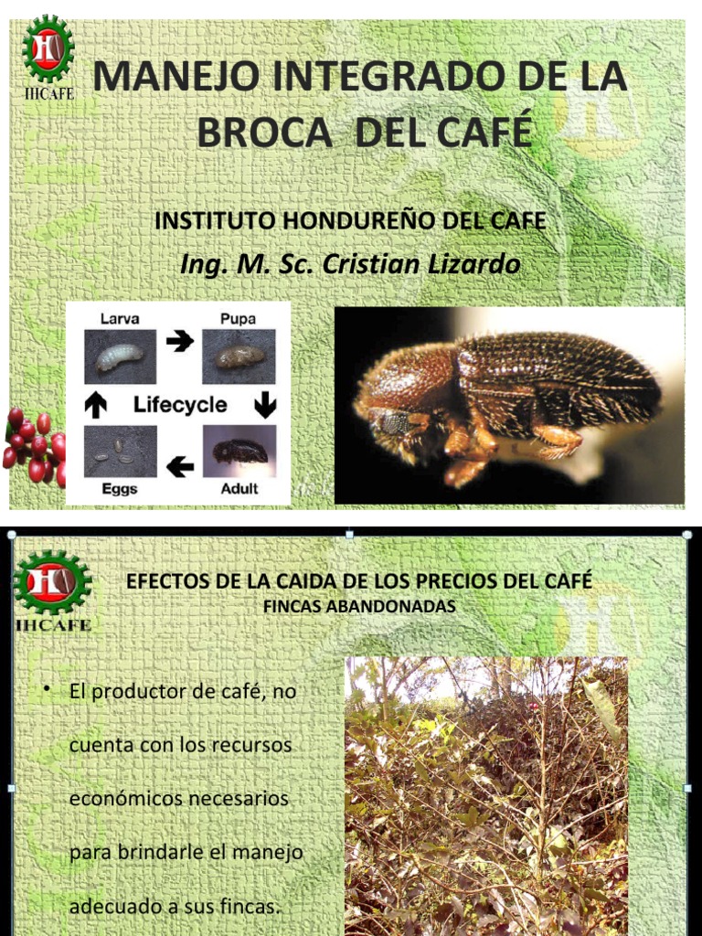 Manejo Integral de la Broca del Café | PDF | café | Cosecha