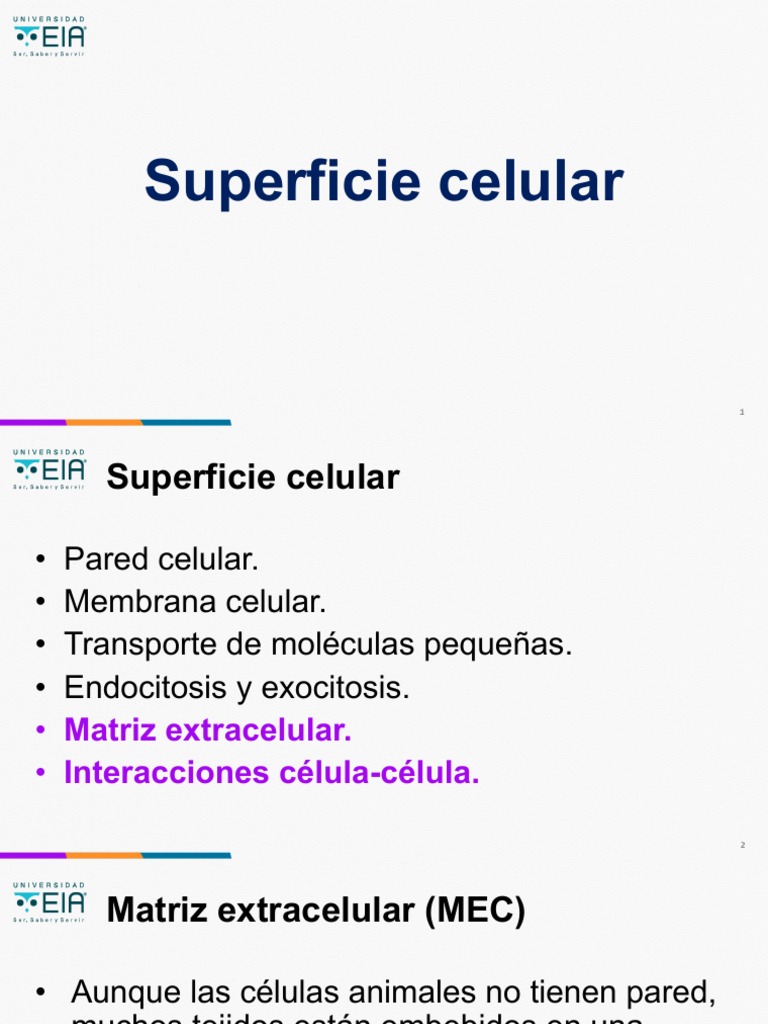 07 Matriz Extracelular Pdf La Matriz Extracelular Colágeno