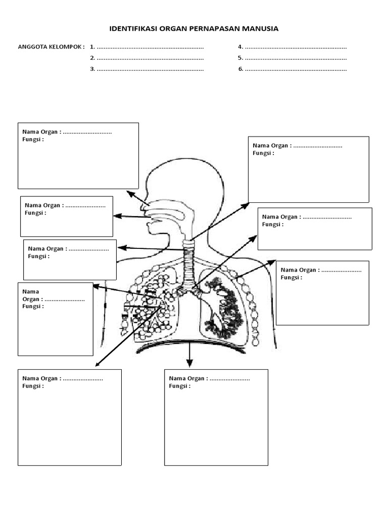 Organ Pernapasan Manusia | PDF