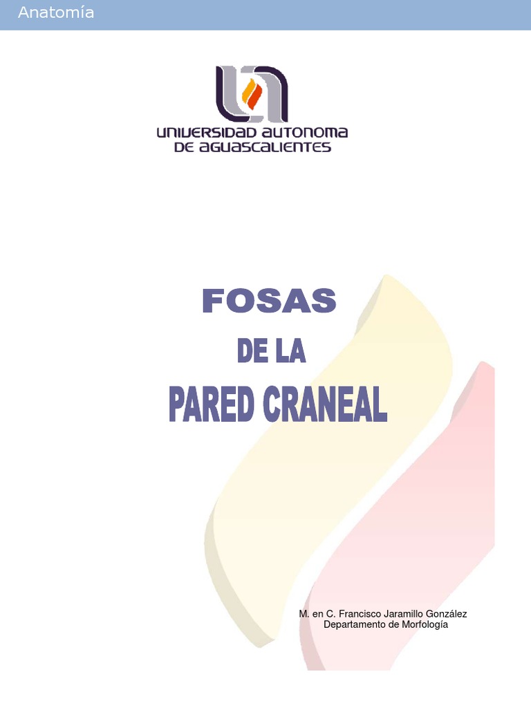 Fosas Craneales | PDF | Anatomía humana | Cabeza y cuello humanos