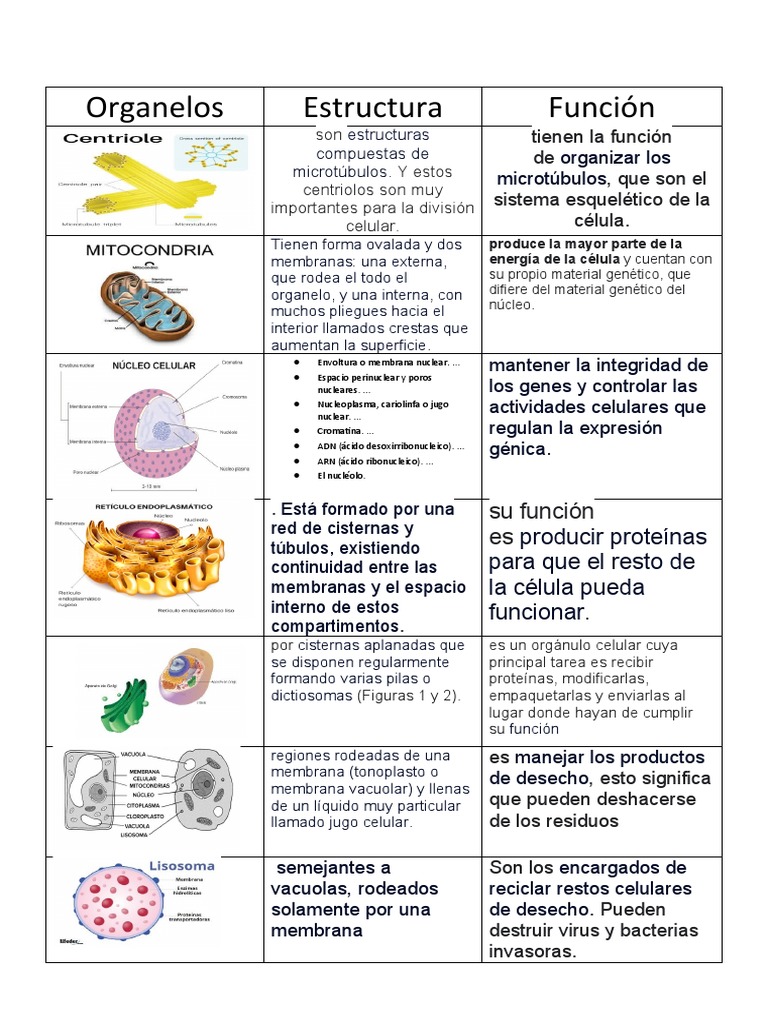 Organelos Estructura Función | PDF | Nucleo celular | Biología Celular)