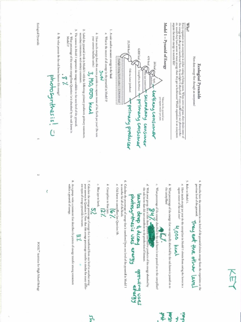 POGIL - KEY Ecological Pyramids | PDF