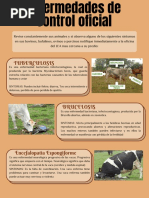 Ciclo de Vida de La Vaca | PDF | Vacas | Leche