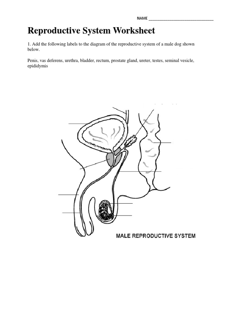 Reproduction Worksheet | PDF | Menstrual Cycle | Ovary