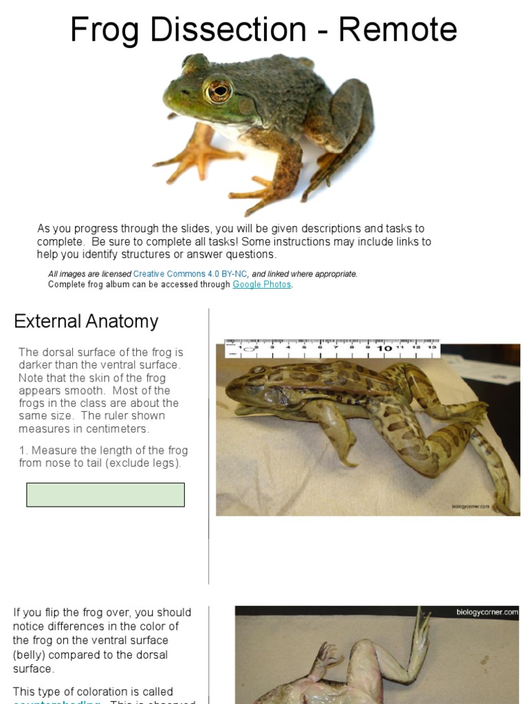 Frog Dissection (Remote) | Download Free PDF | Small Intestine ...