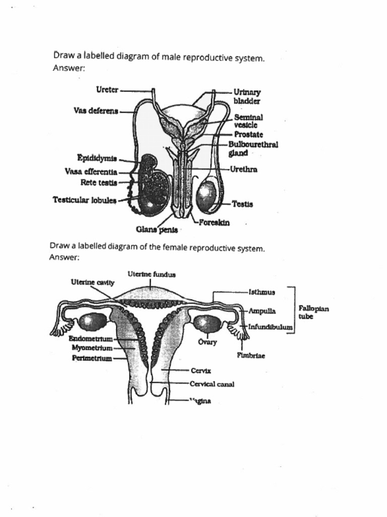 Reproductive System Quiz Pdf