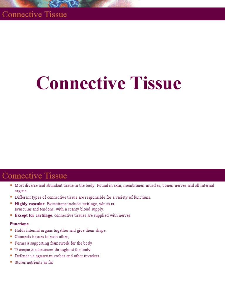 Connective Tissue | PDF | Bone | Connective Tissue
