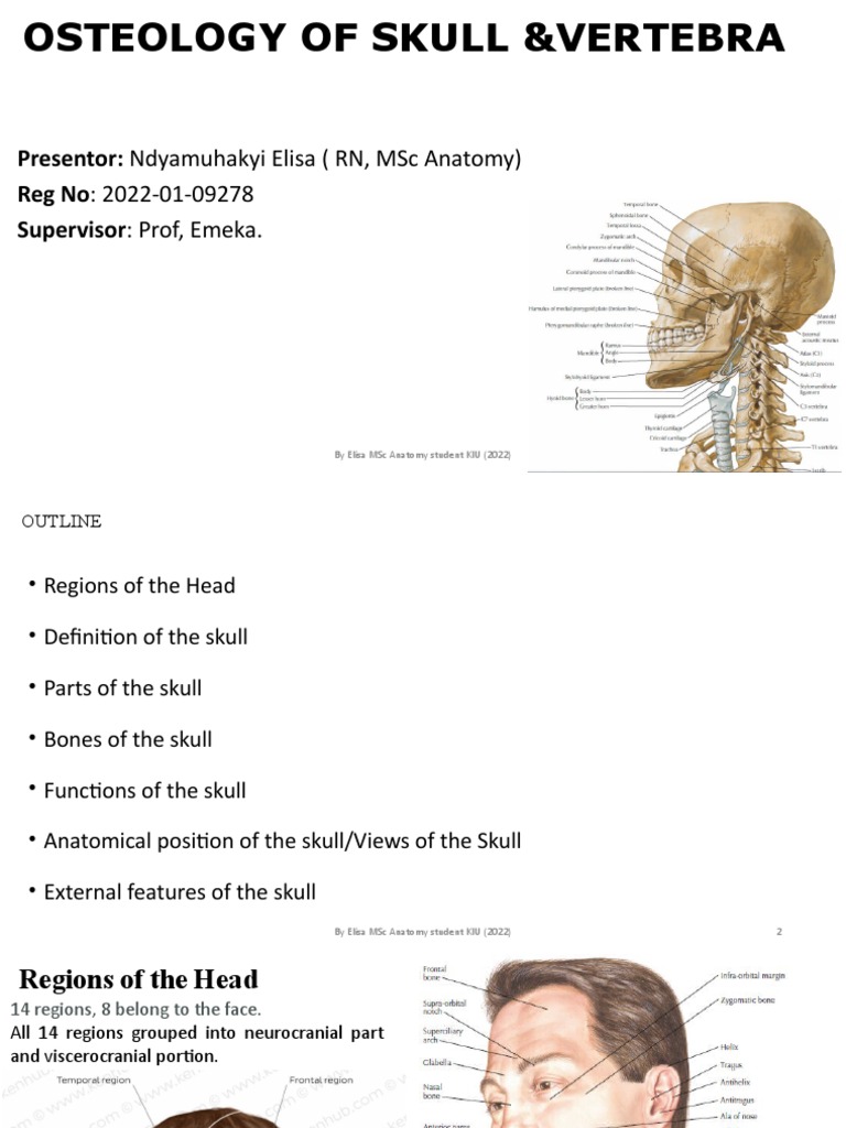 Osteology of Skull & Vertebral Column | PDF | Vertebra | Skull