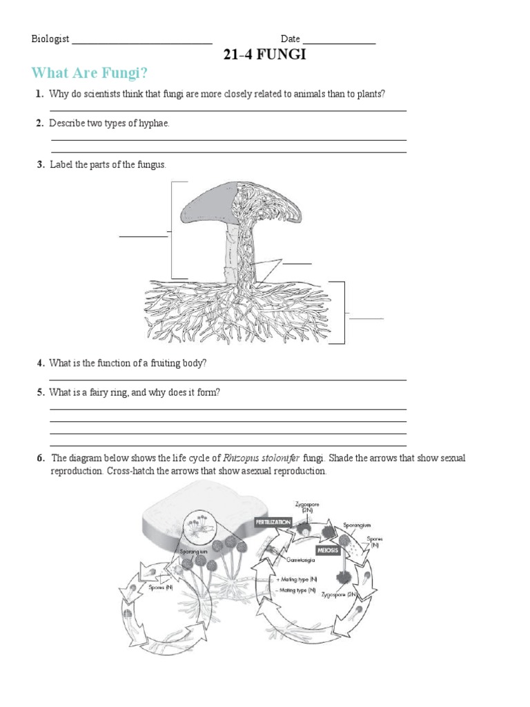Fungus Reading Guide 21-4 | PDF | Science & Mathematics