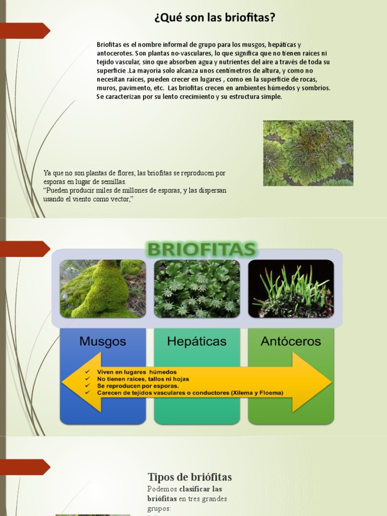 ¿Qué Son Las Briofitas? | PDF