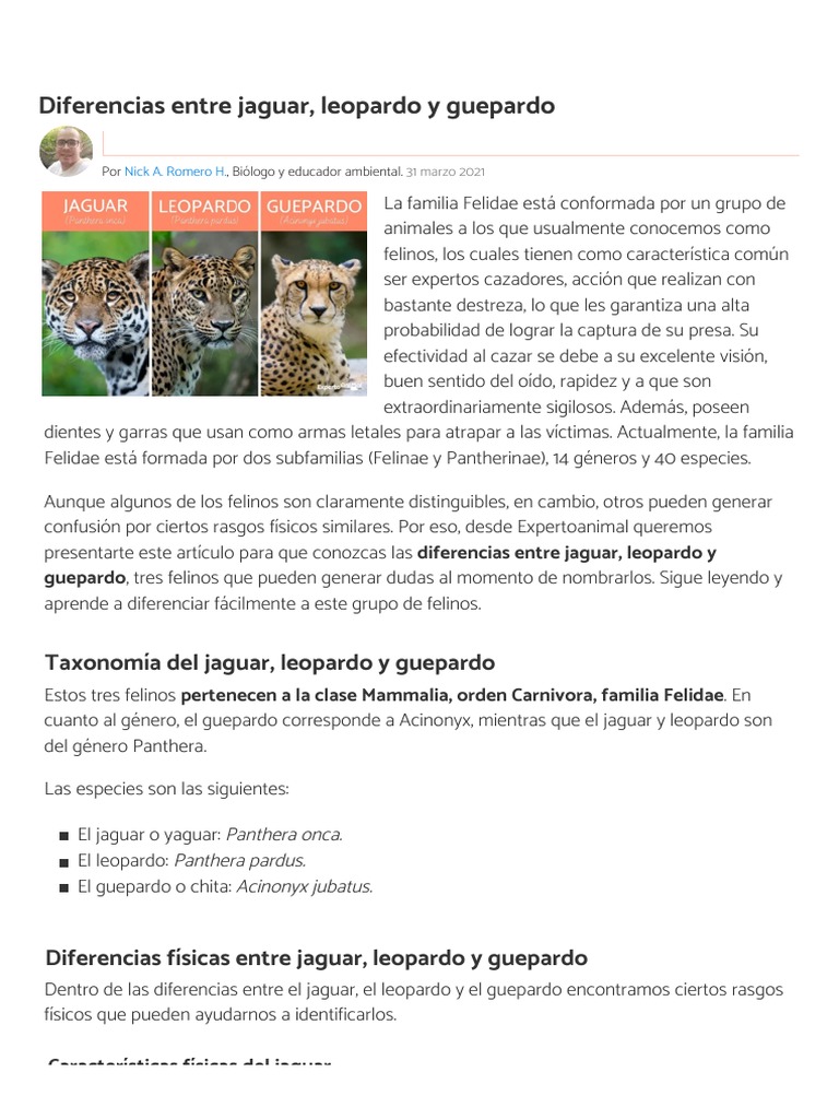 Diferencias Entre Jaguar, Leopardo y Guepardo - GUÍA COMPLETA | PDF