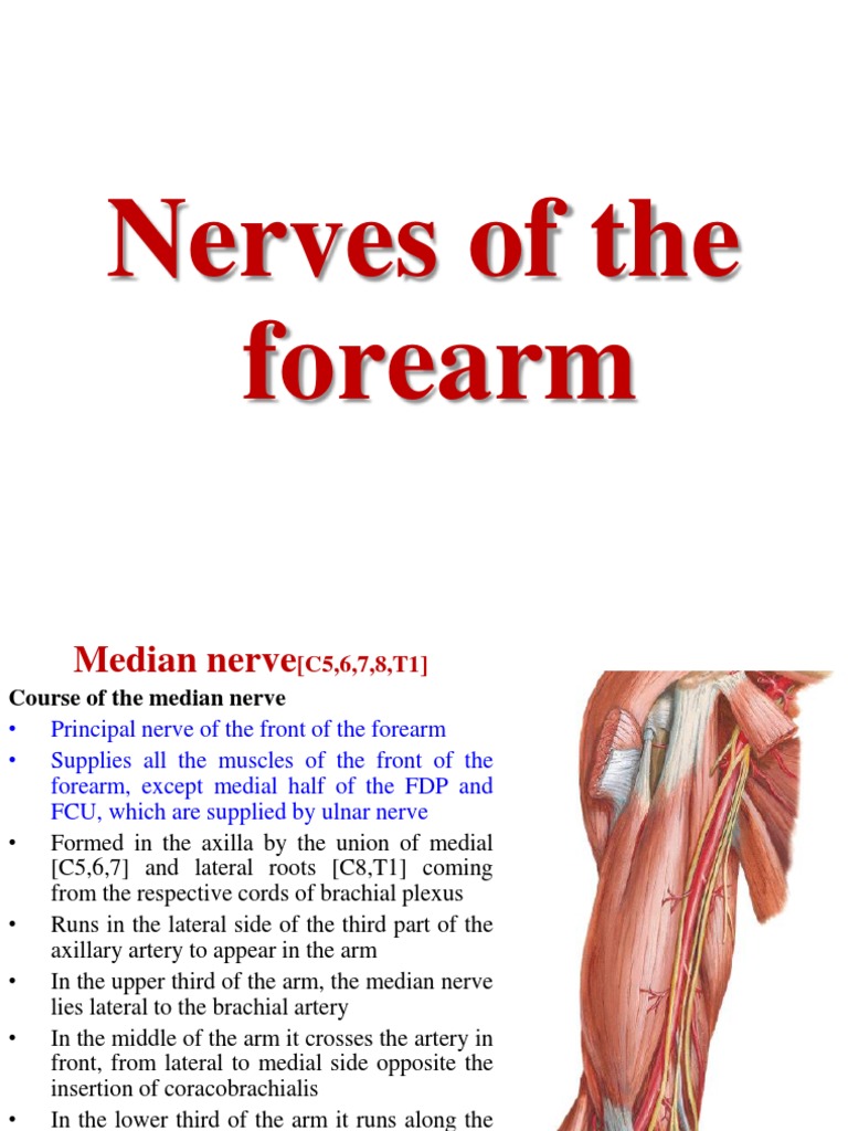 Nerves of The Forearm | PDF | Thumb | Hand