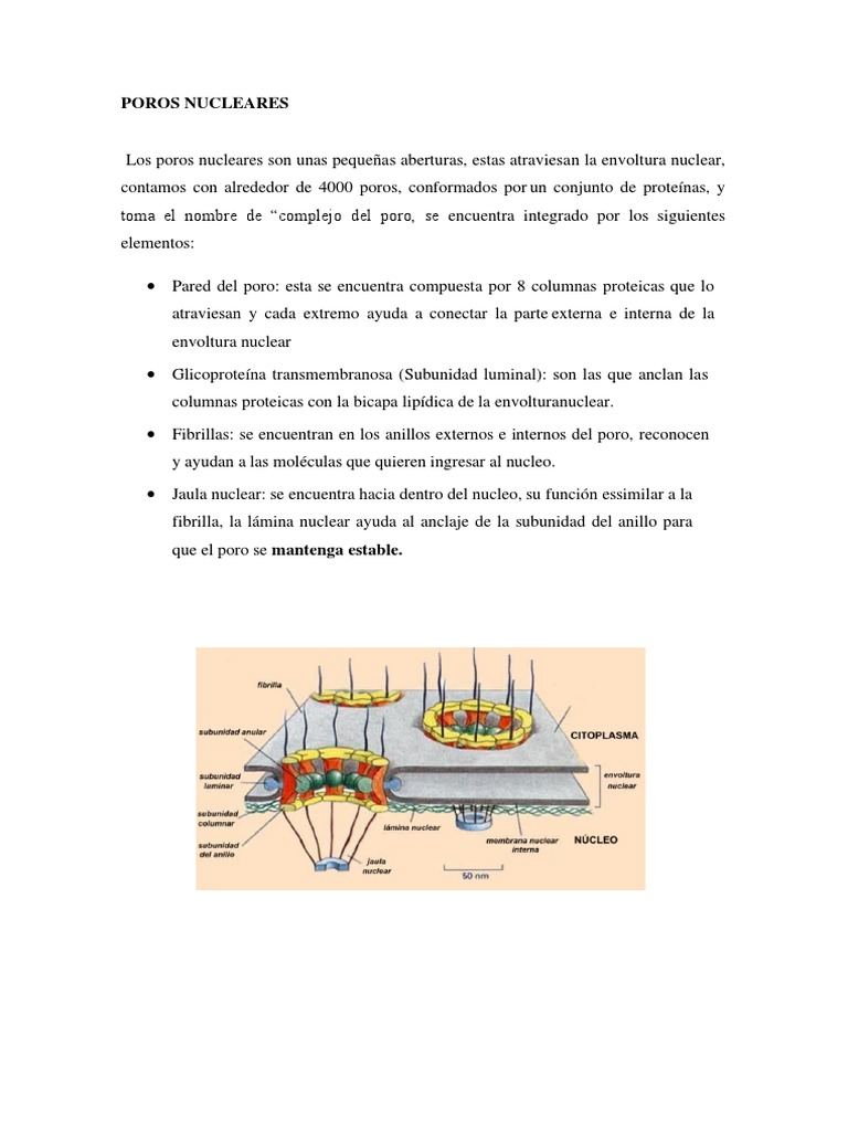 Poros Nucleares | PDF | Nucleo celular | Cromatina