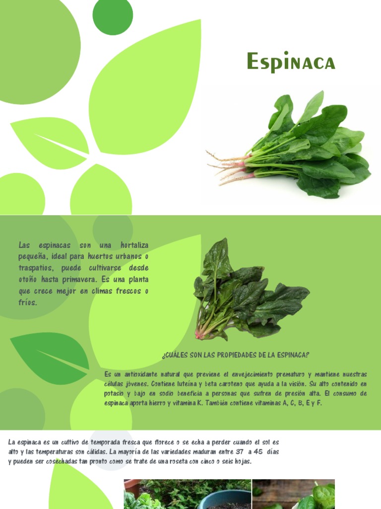 Espinaca | PDF | Espinacas | Dieta y nutrición