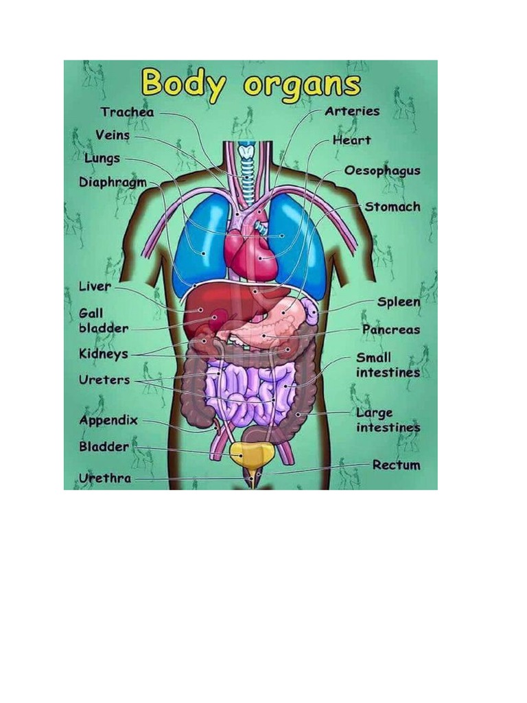 Human Body Grade 6 Pdf 3484
