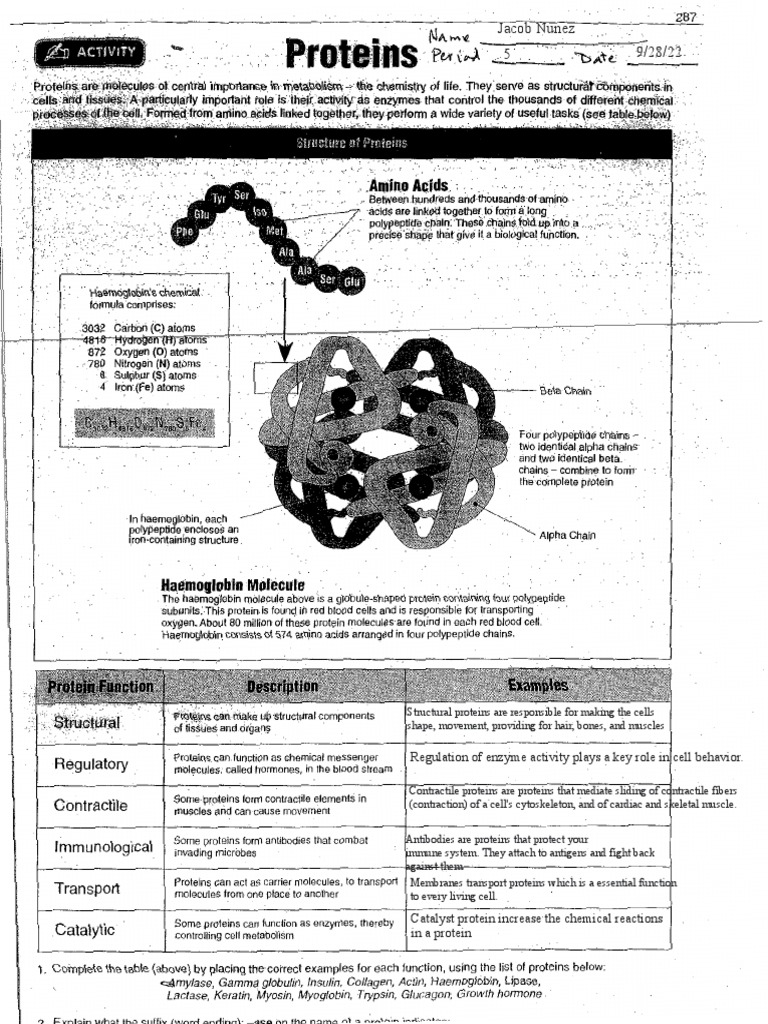 Kami Export - BioProtein WK | PDF | Proteins | Muscle Contraction