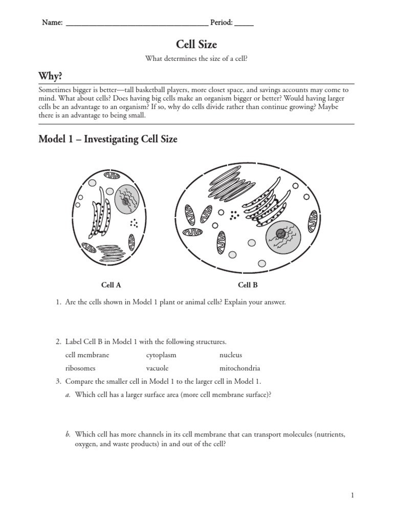 Cell Size Worksheet | PDF | Cell (Biology) | Mitochondrion