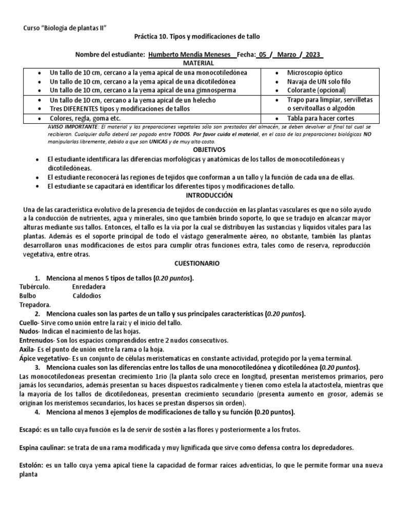 Practica 10. Tipos y Modificaciones de Tallos. | PDF | Tallo de la ...