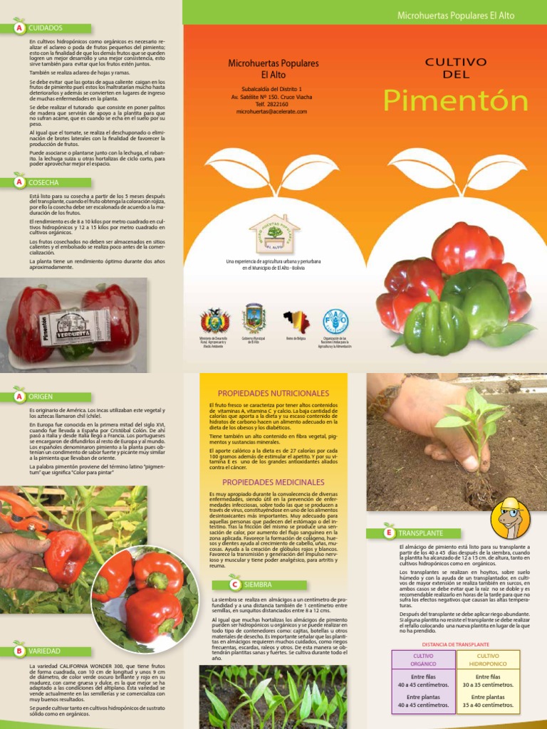 Triptico Pimenton | PDF | Alimentos | Dieta