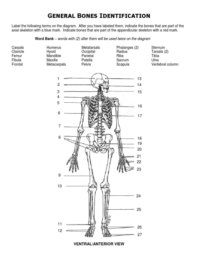 Bone Identification and Labeling Guide | PDF | Skeletal System ...