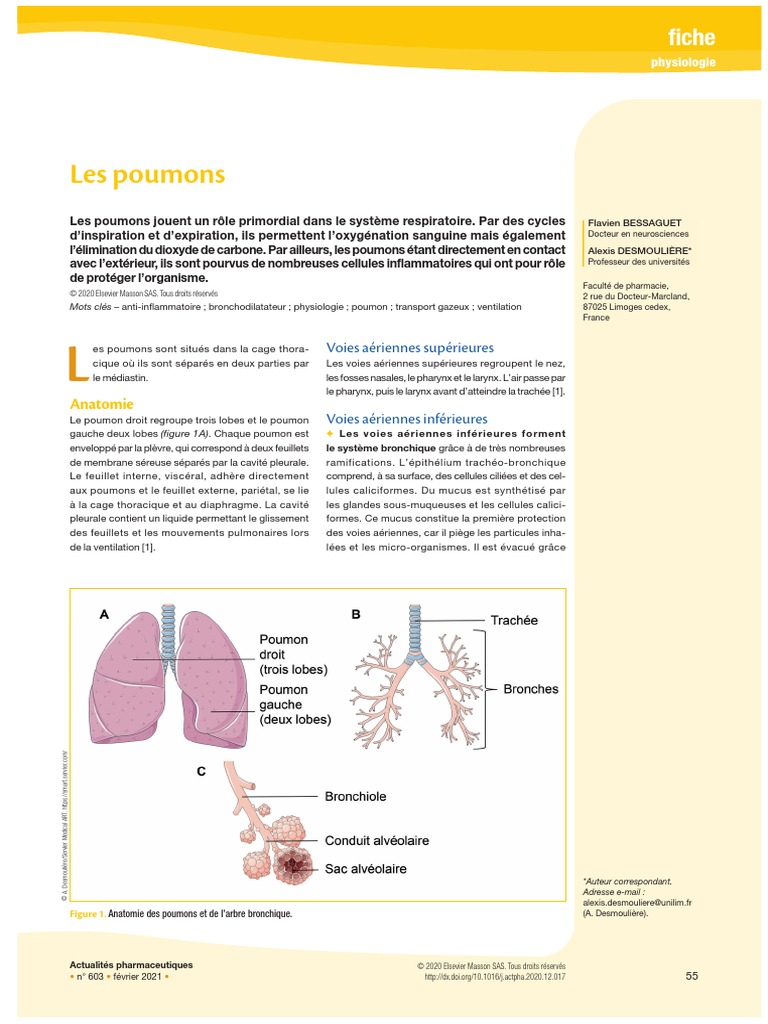 Anatomie | PDF | Poumon | Respiration