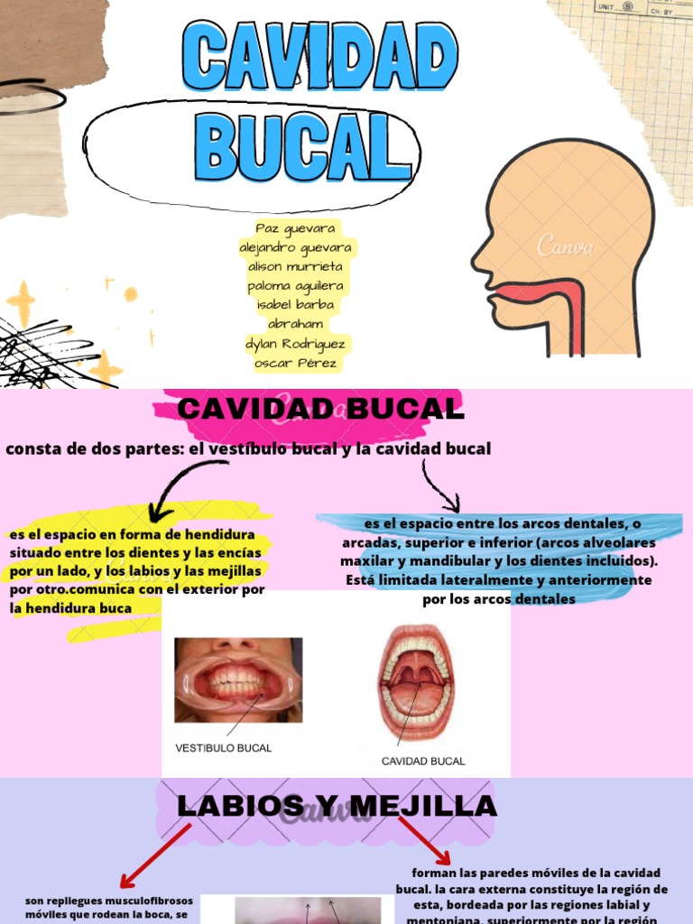 Estructura y Funciones de la Cavidad Bucal | PDF | Nariz humana | Diente