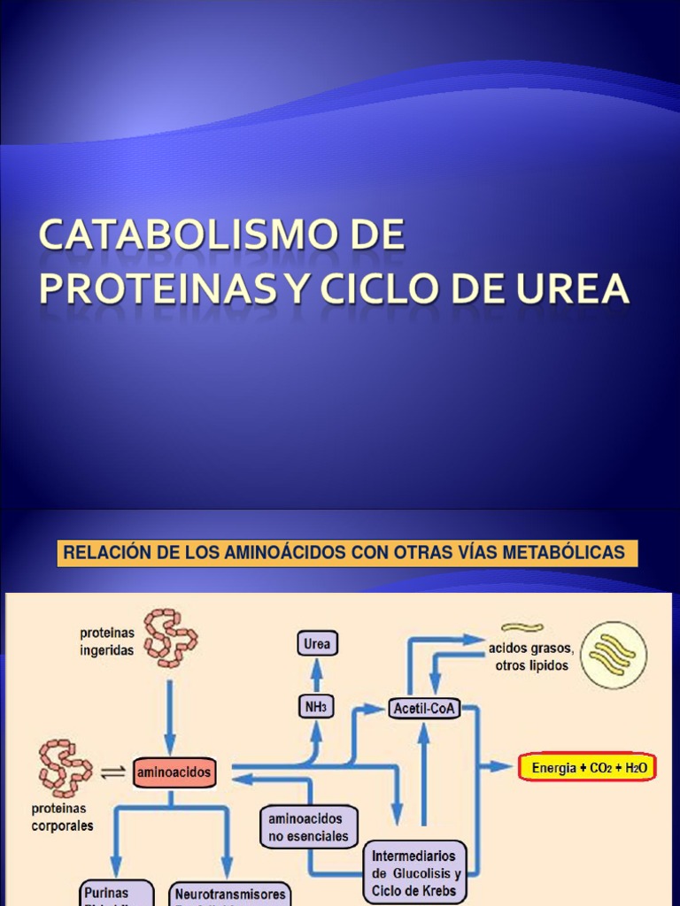 Catabolismo Proteico y Ciclo de Urea | PDF | Transaminasa | Aminoácidos