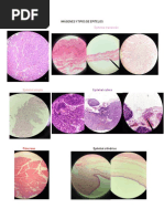 Pericitos | PDF | Capilar | Endotelio