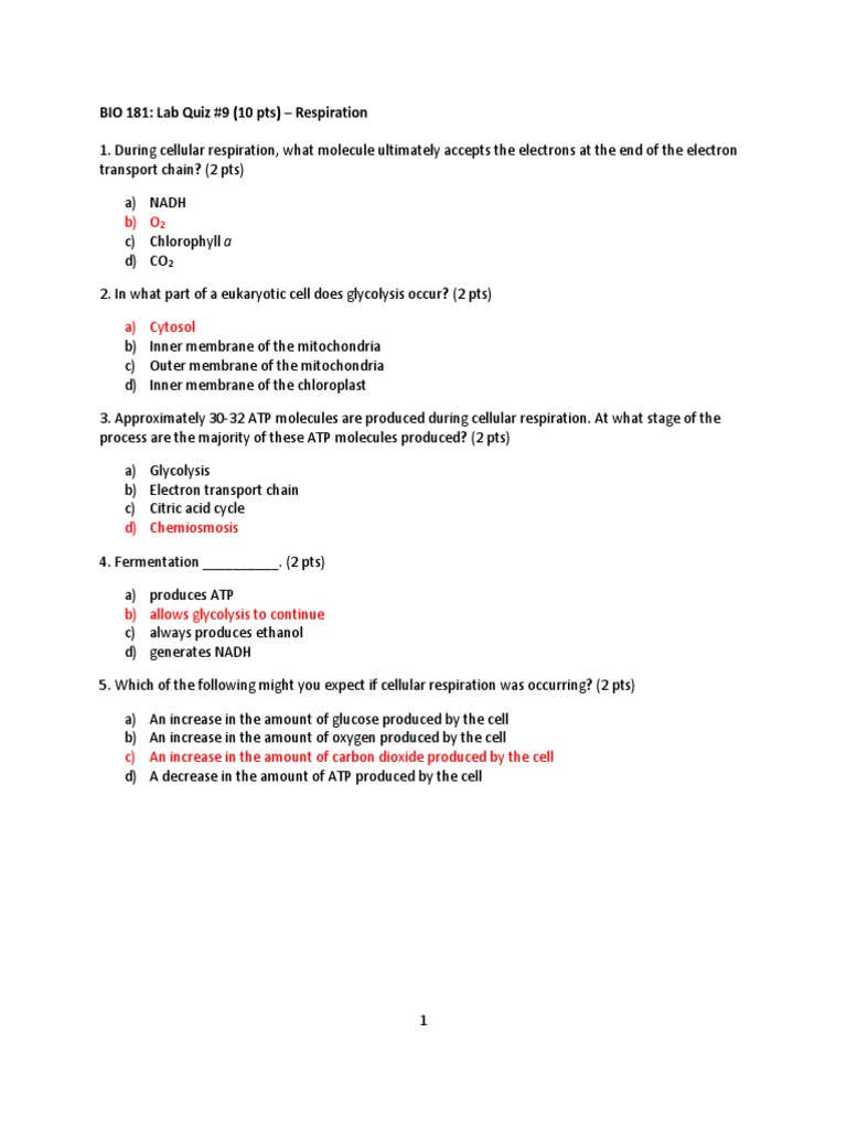 BIO 181 Lab Quiz 9-Respiration - Answers | PDF