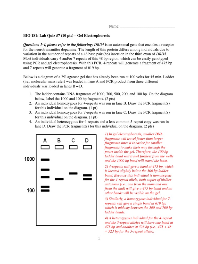 BIO 181 Lab Quiz 7-Electrophoresis - Answers | PDF | Gel ...