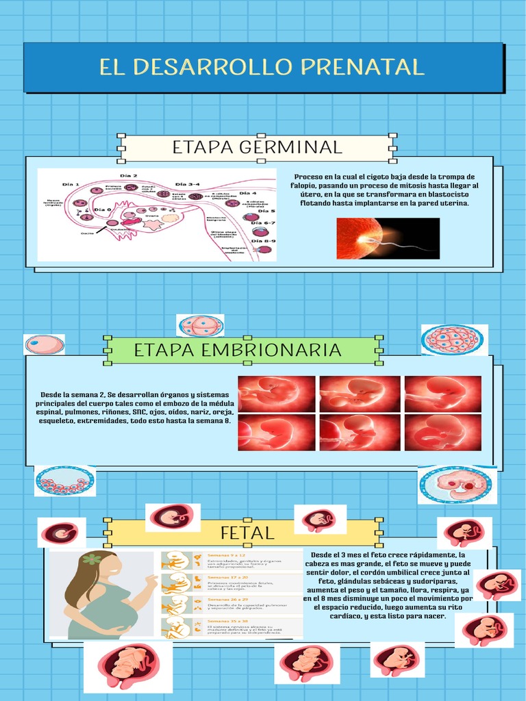 Etapas Del Desarrollo Prenatal | PDF
