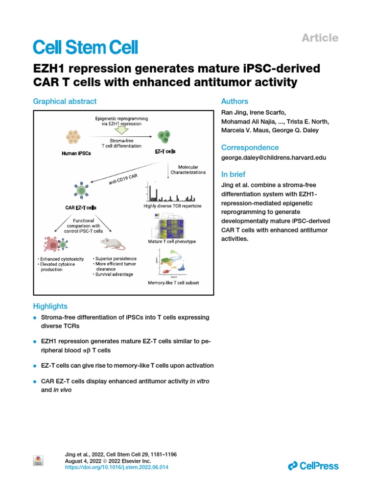 EZH1 iPSC CAR T | PDF | T Cell | Cell Potency