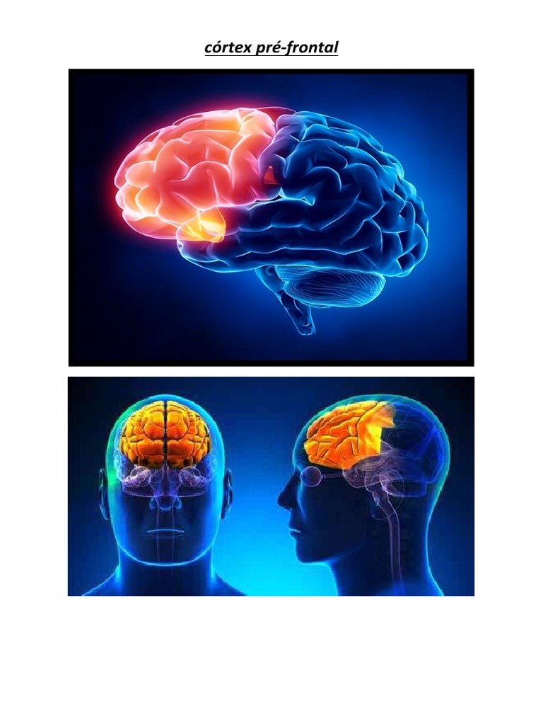 Cortex Pre Frontal Pdf 6169